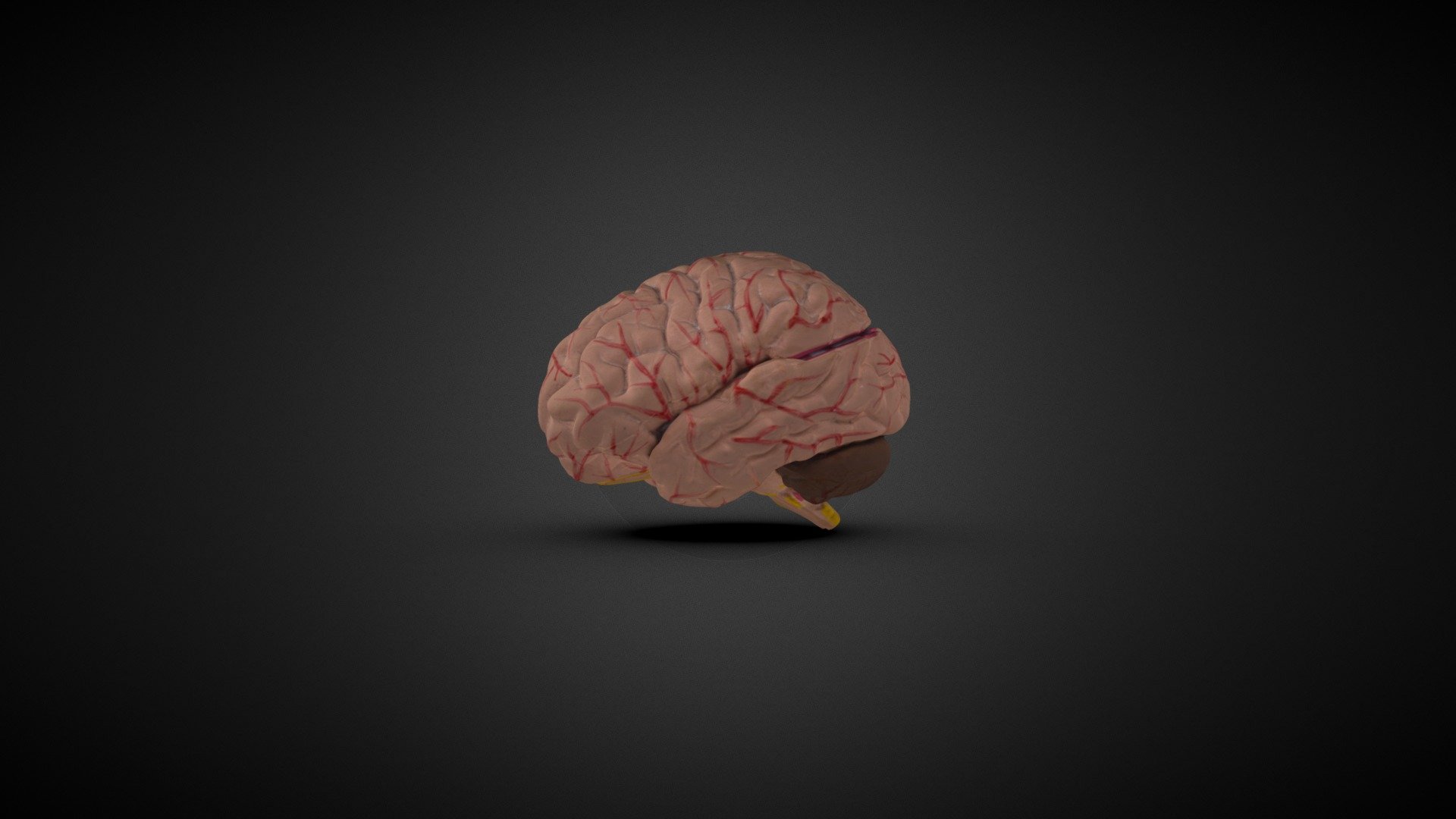 Human Brain - Download Free 3D model by Lassi Kaukonen (@thesidekick ...