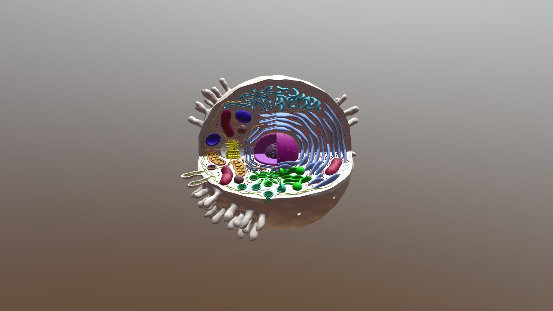 Human Cell 2 - 3D model by norriscl [d635788] - Sketchfab