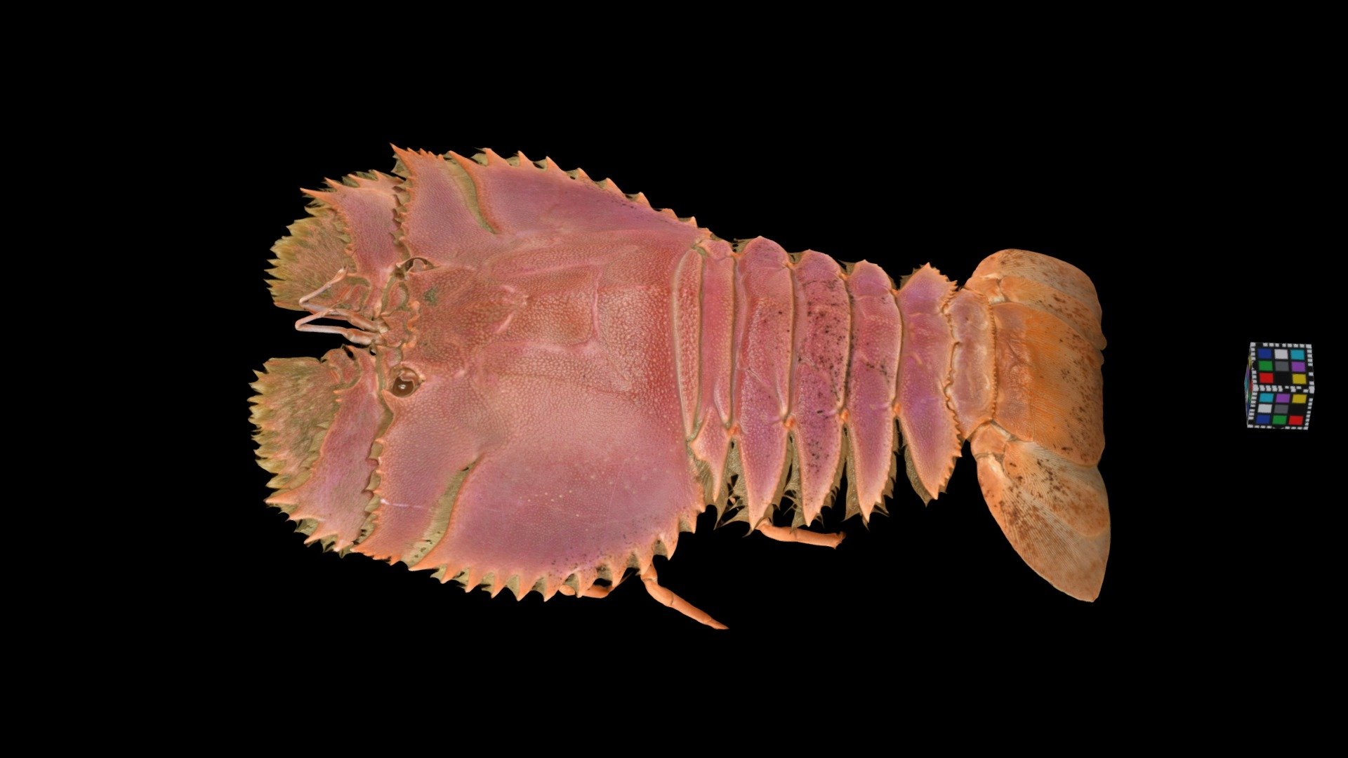 ウチワエビ ♂ Fan Lobster, Ibacuc ciliatus - Download Free 3D model by ffish ...