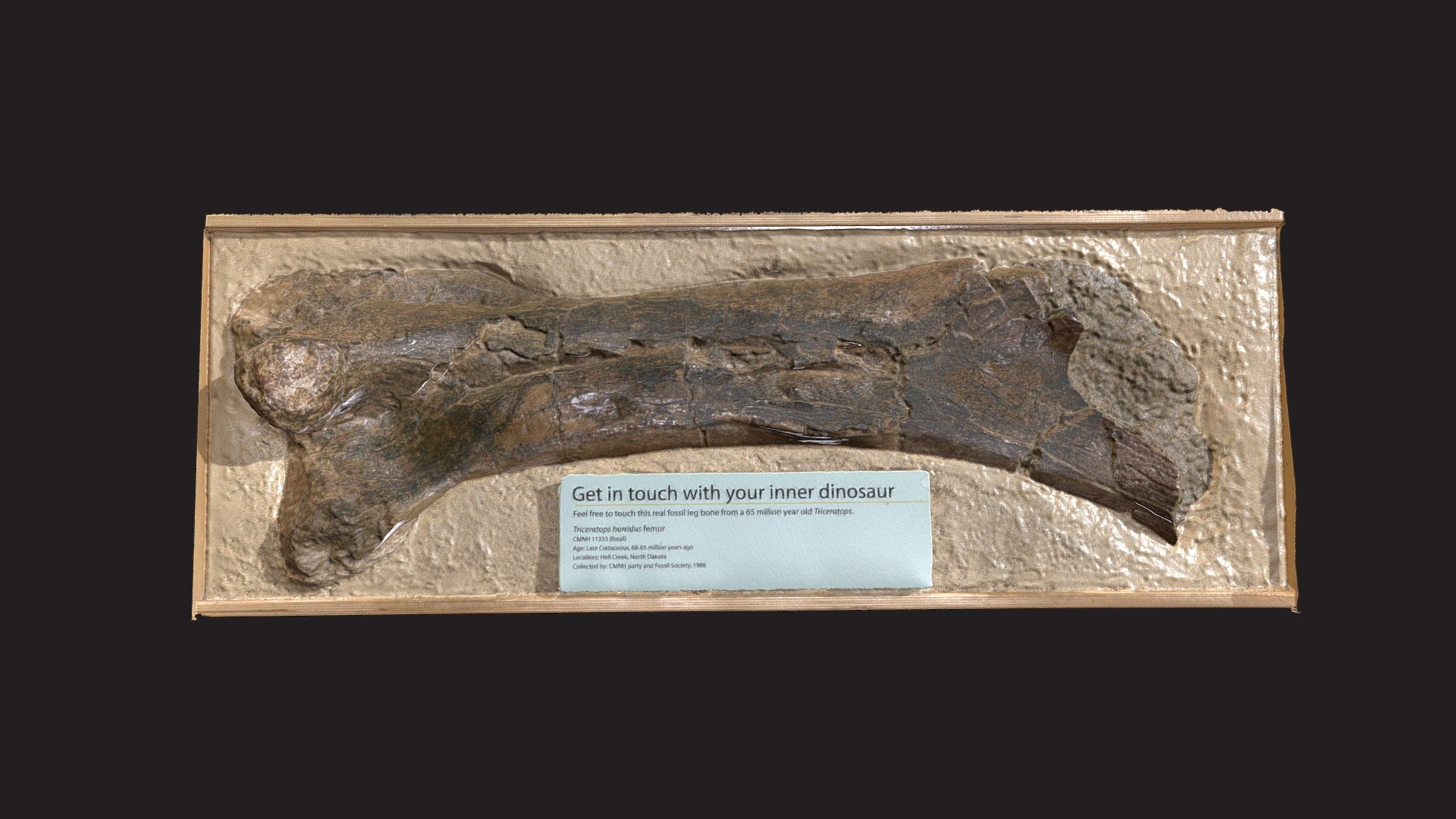 CMNH 11333, Triceratops horridus femur - 3D model by Cleveland Museum ...