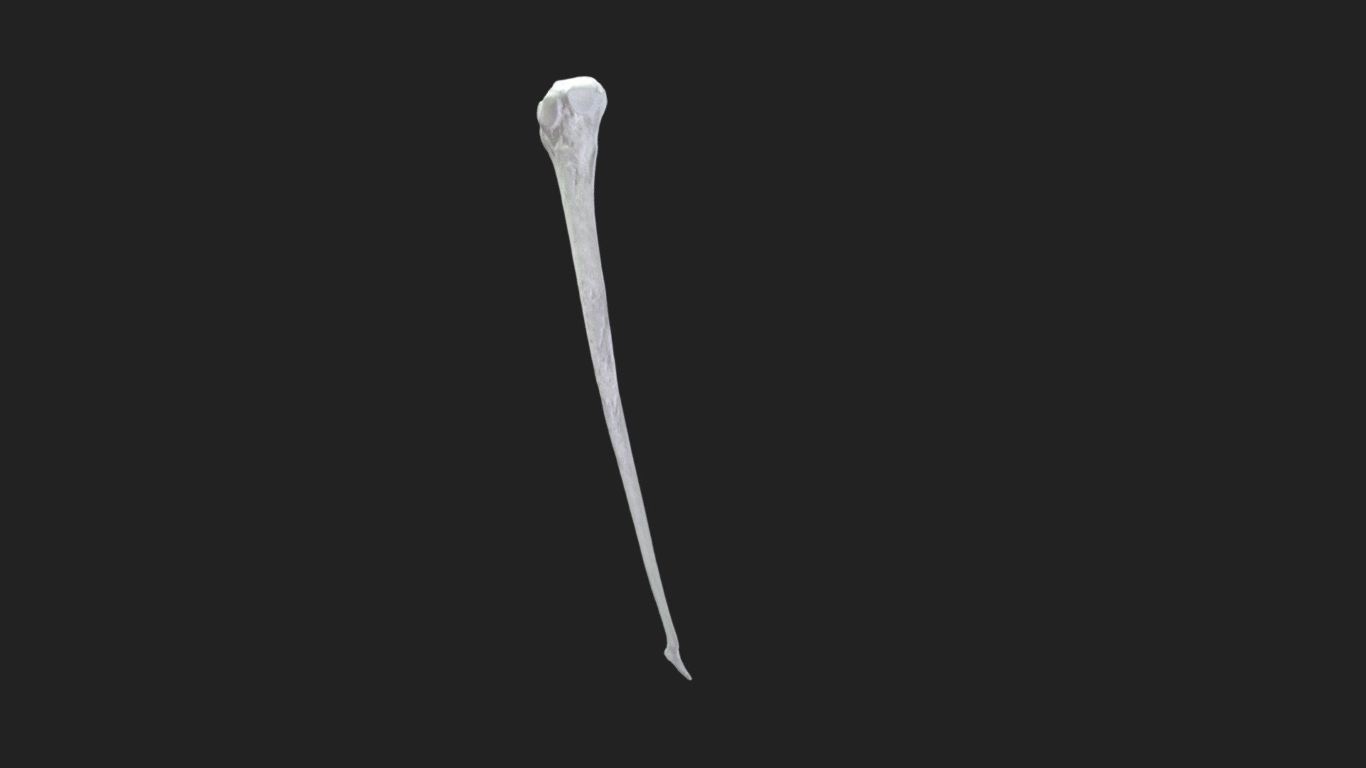 second metatarsale bone horse(os metatarsale II) - 3D model by ...