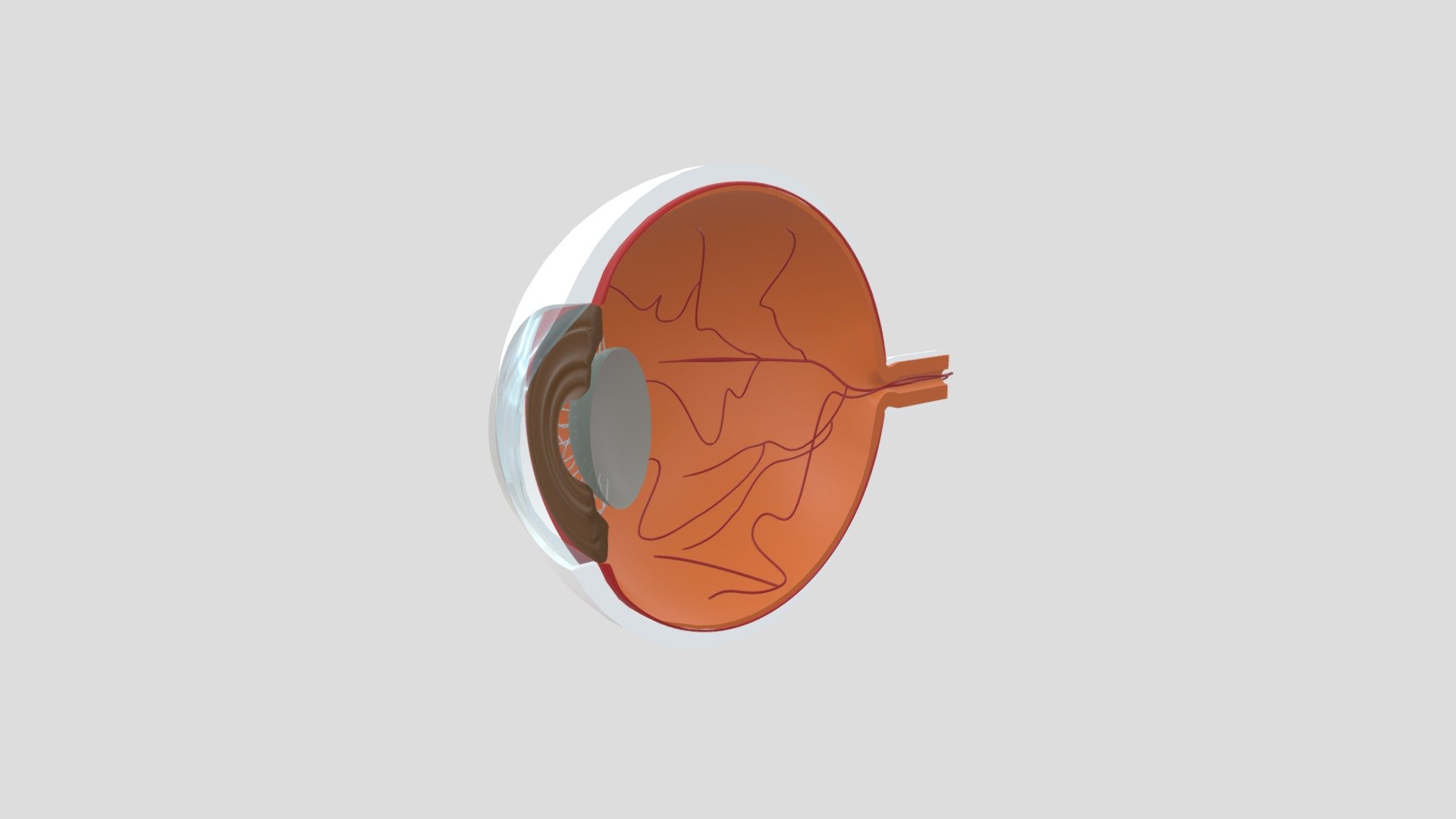Anatomi Mata (Eye Anatomy) - Download Free 3D model by Umar Faruq ...