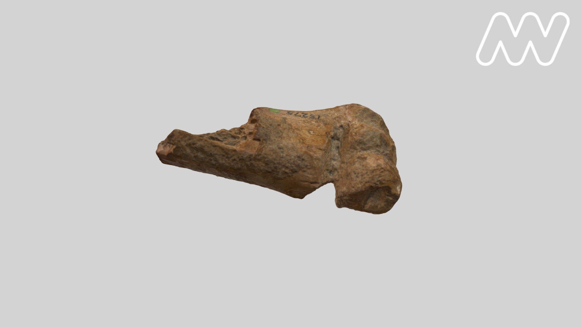P15275 Protemnodon bone with Thylacleo bite mark - 3D model by Museums ...