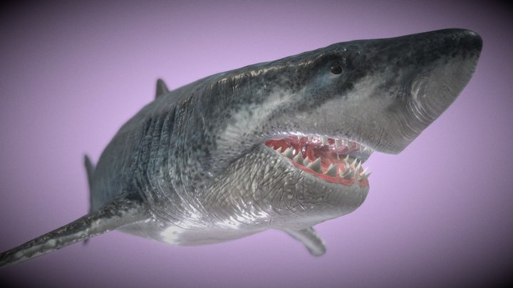 Megalodon 3D models - Sketchfab