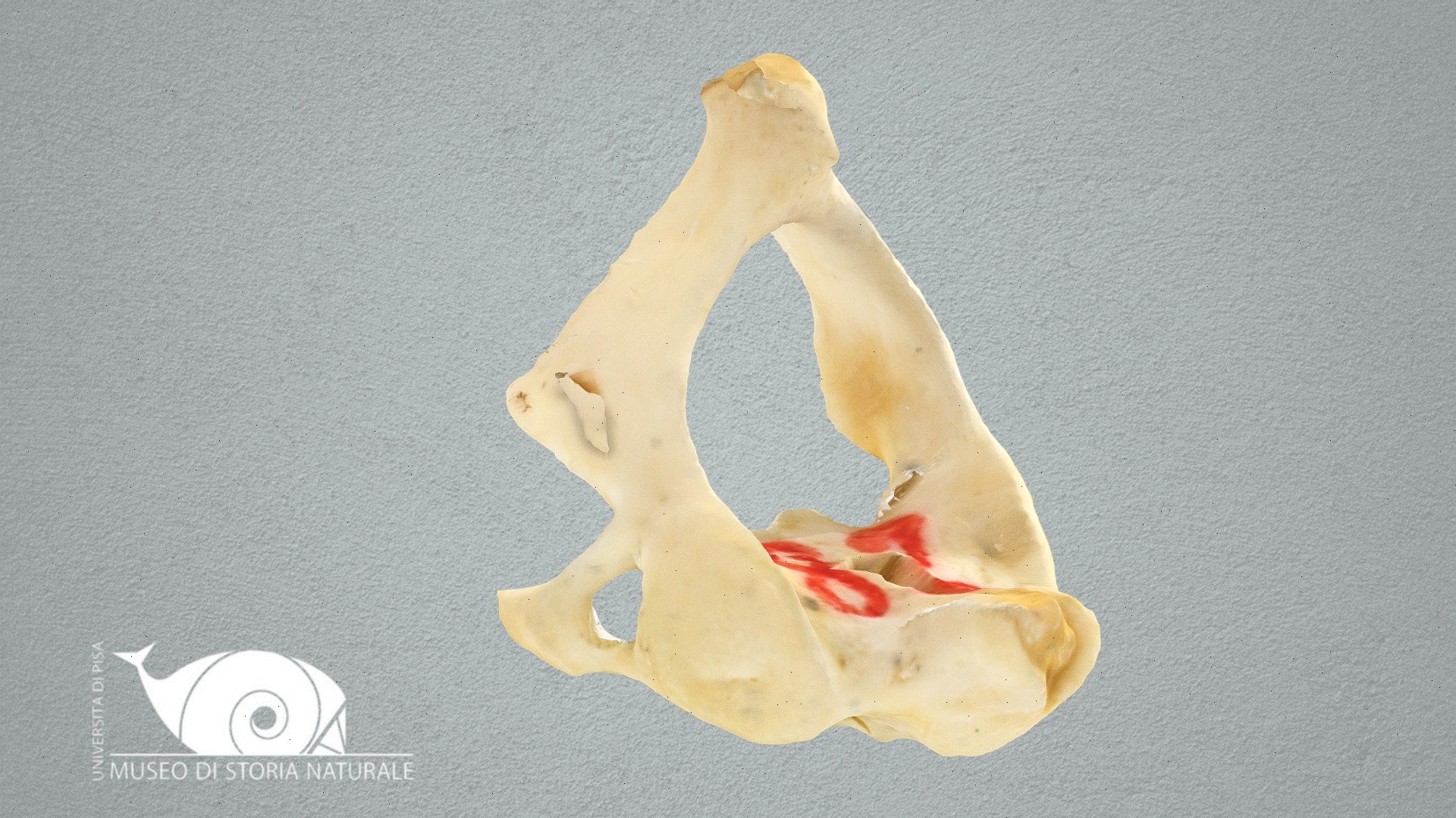 Rhesus macaque (Epistropheus) - 3D model by Natural History Museum ...