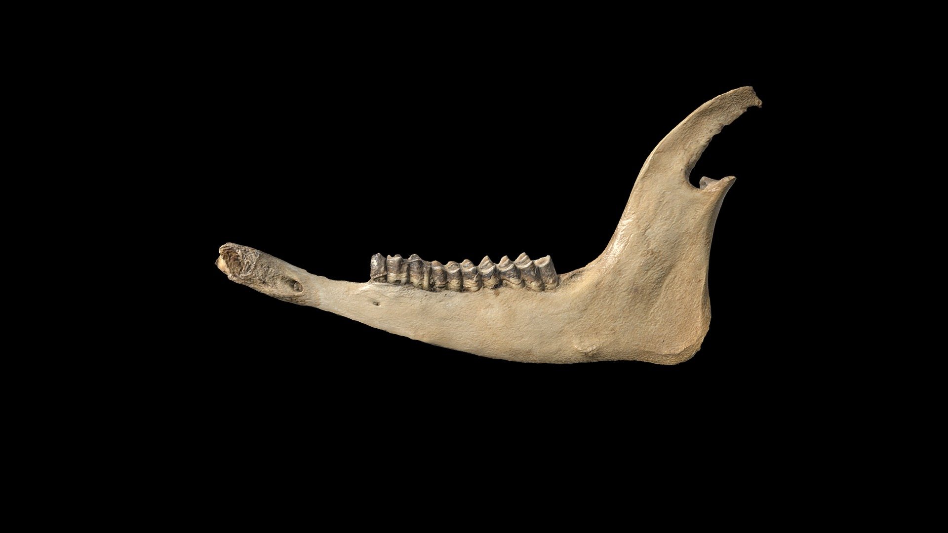 Transhumance- Sheep Mandible 007 - 3D model by Heritage360 [d656153 ...