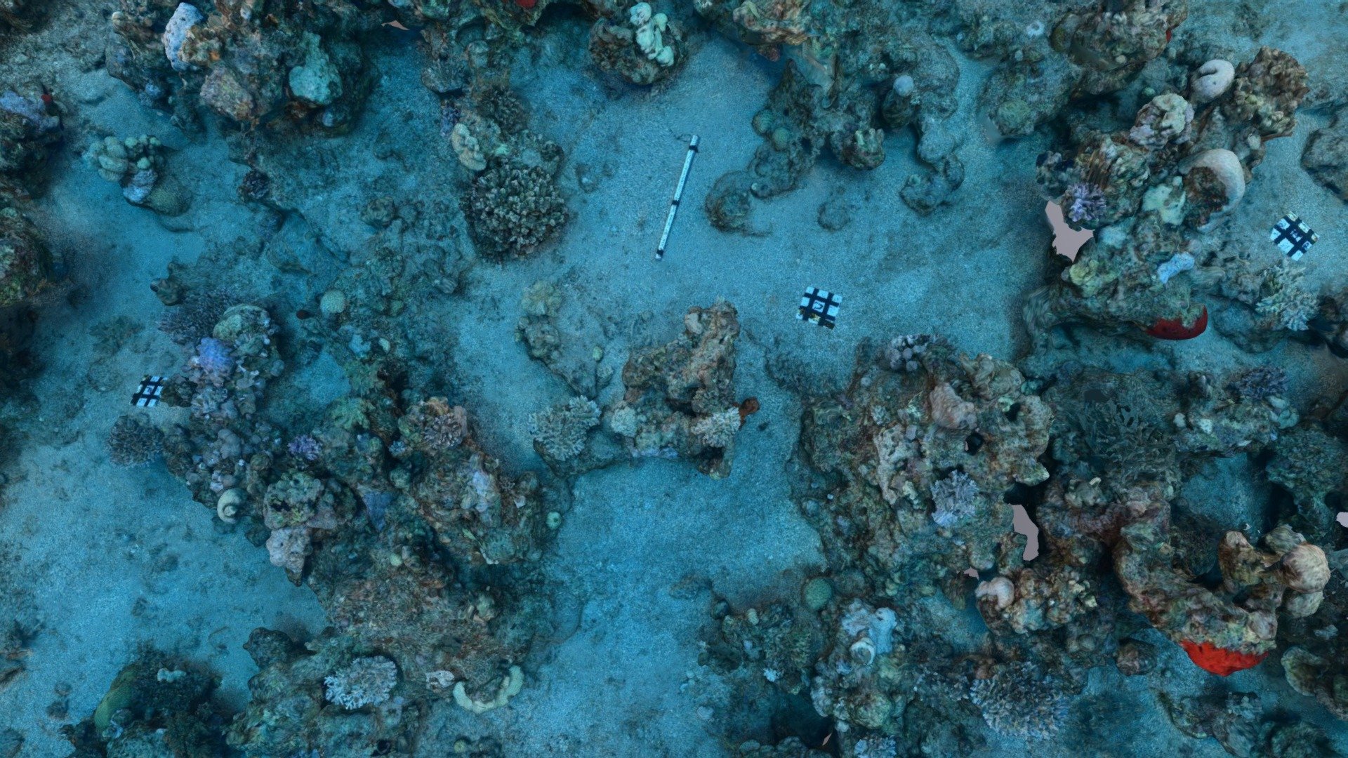 25 m depth reef plot - 3D model by VISEAON - Treibitz Marine Imaging ...
