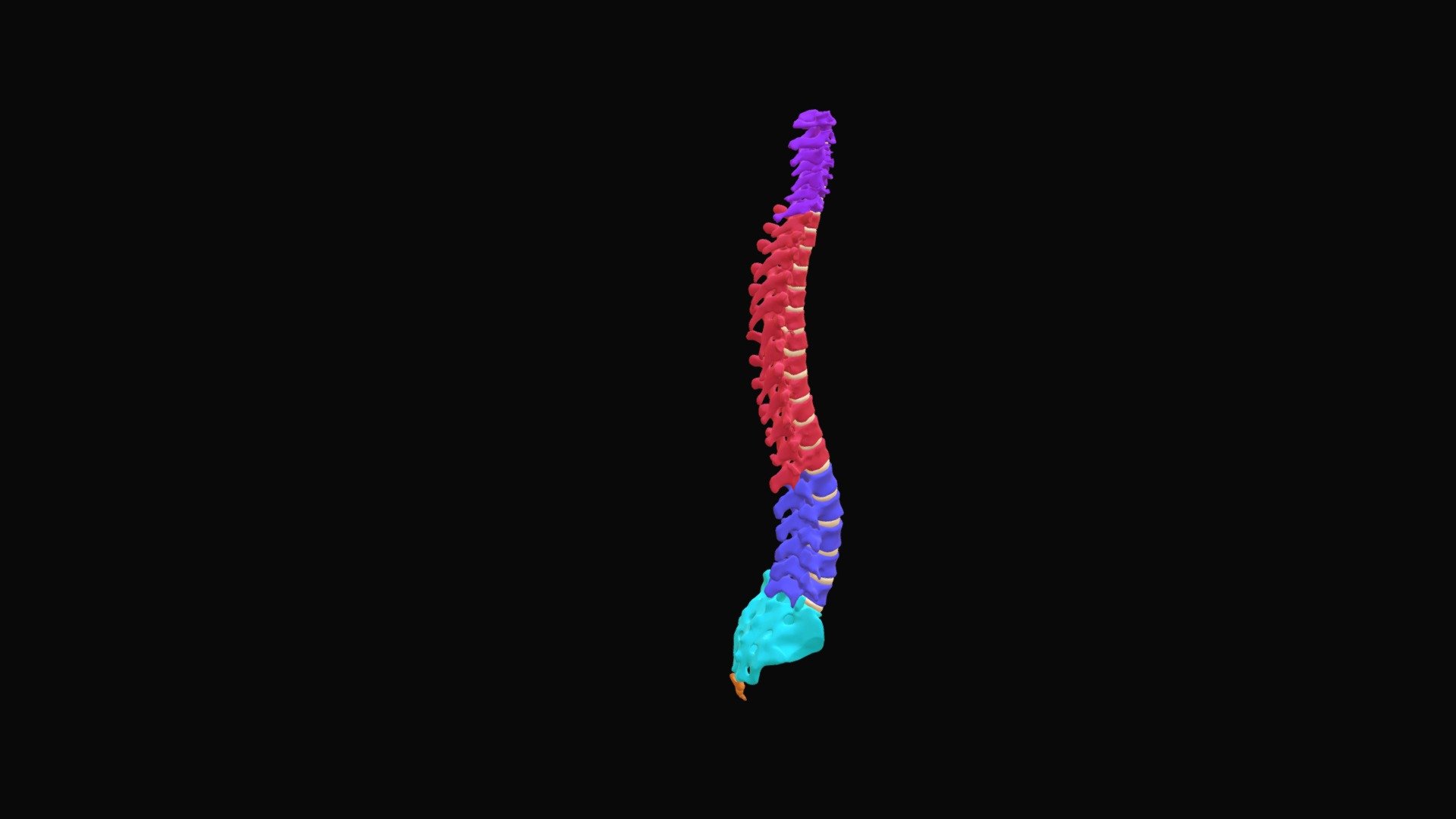 Vertebral column - 3D model by John A Burns School of Medicine (@jabsom ...