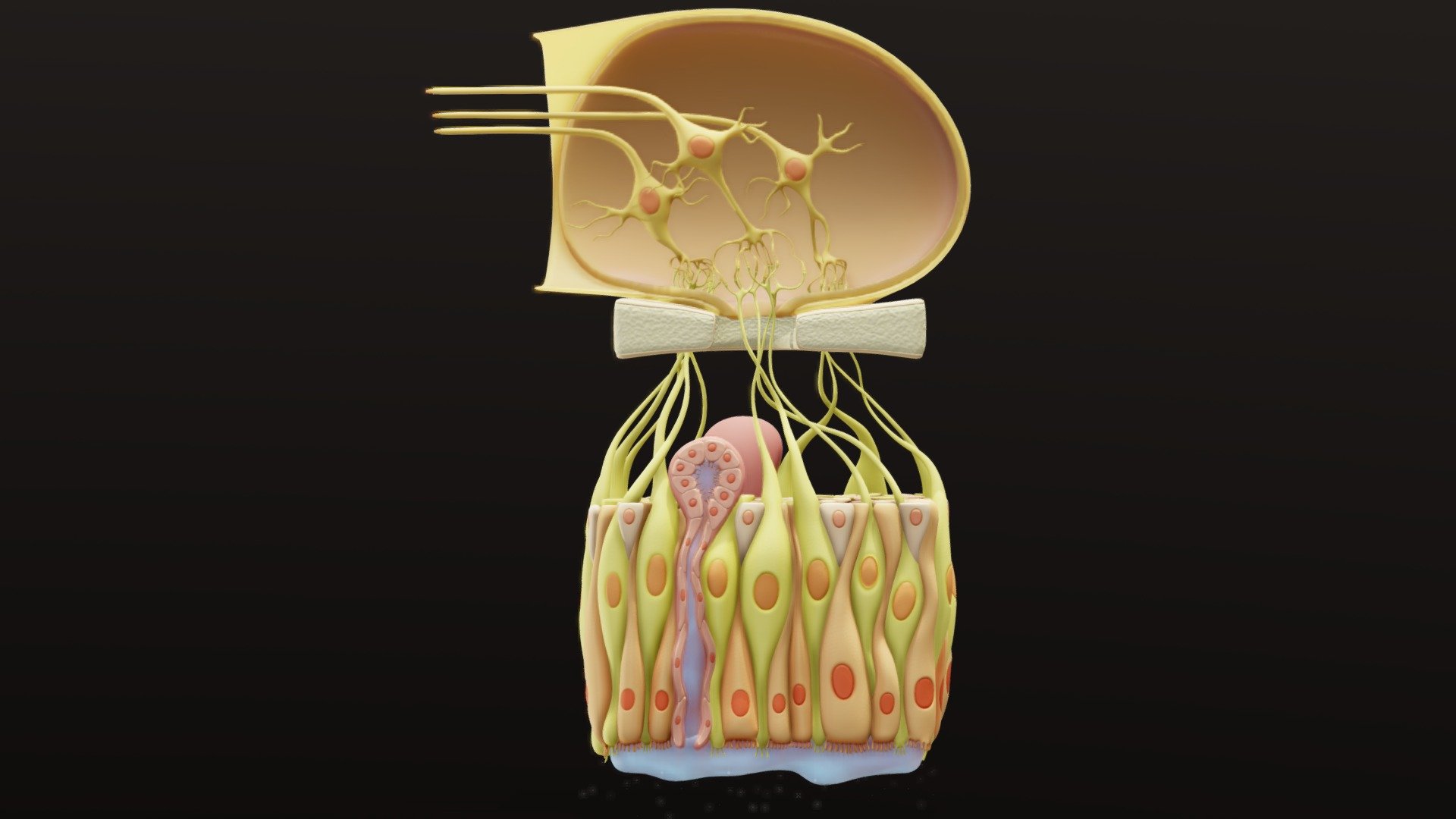 Olfactory Epithelium Microscopic Anatomy - Buy Royalty Free 3D model by zames1992 [d6697fd ...