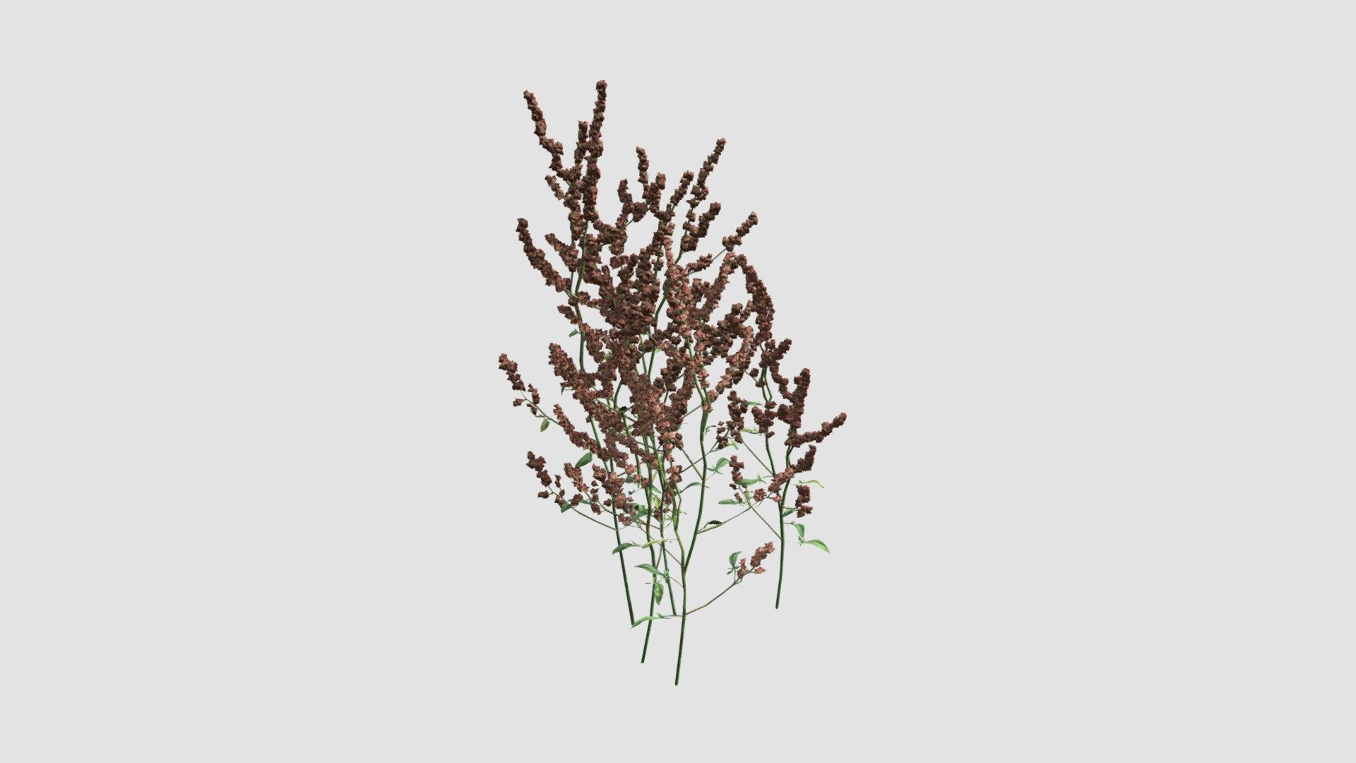 simple grass - Buy Royalty Free 3D model by Evermotion [d66aca2 ...