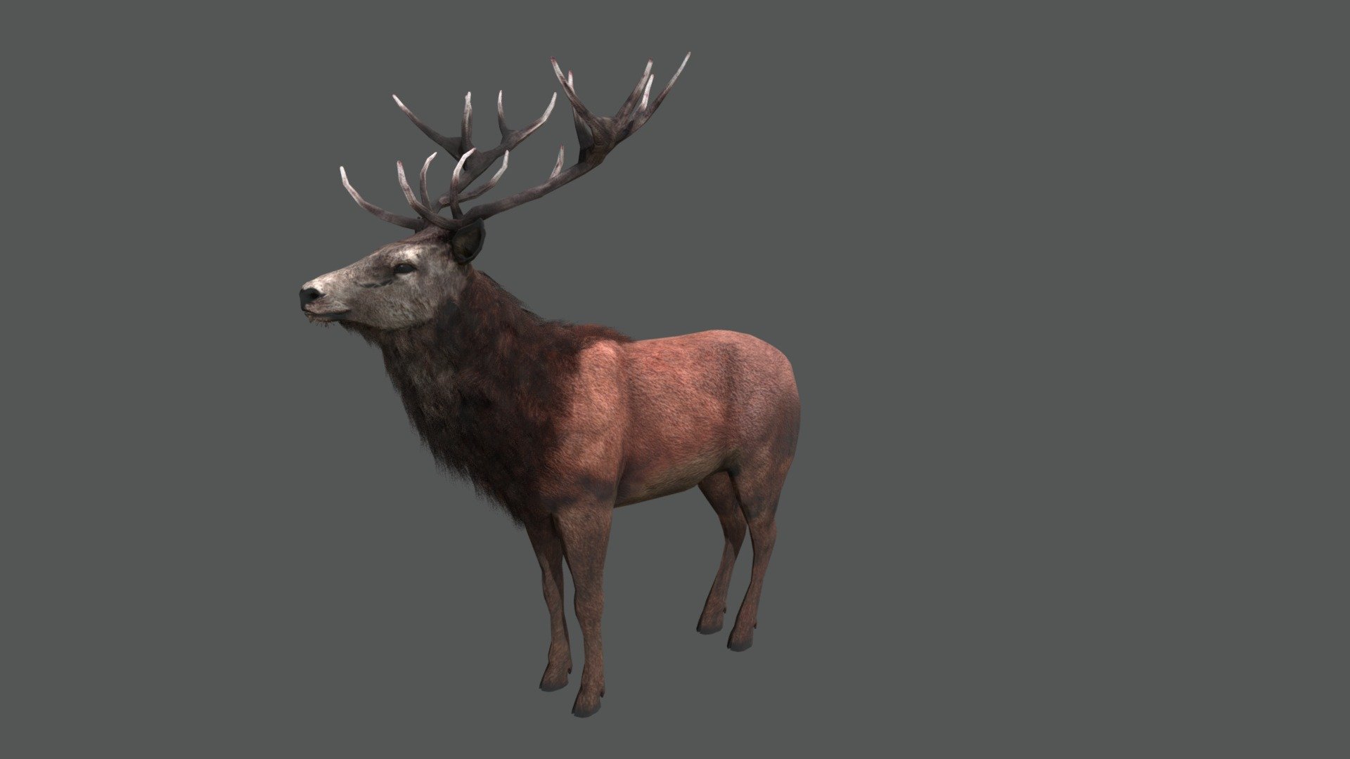 Stag - 3D model by josluat91 [d66ed65] - Sketchfab