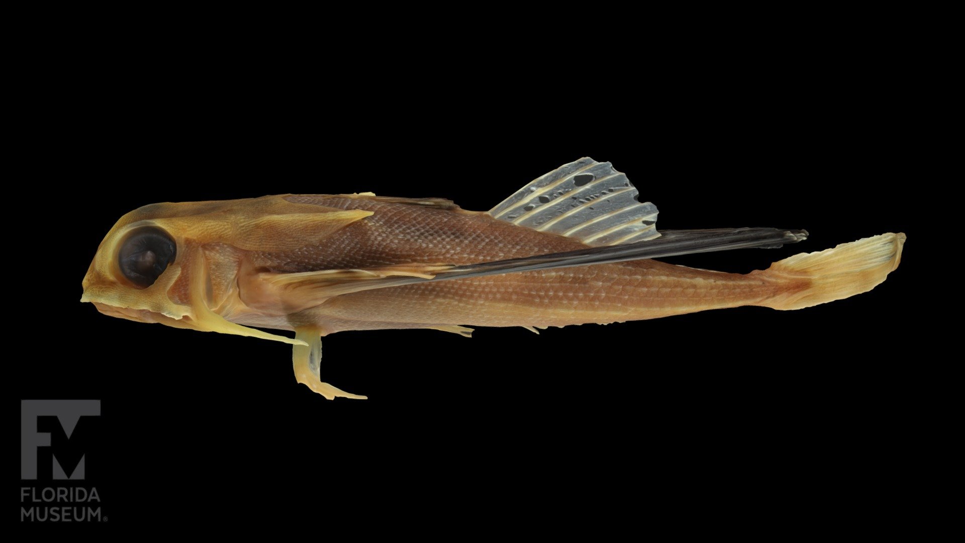 Flying gurnard, Dactylopteridae - 3D model by FloridaMuseum [d671372 ...
