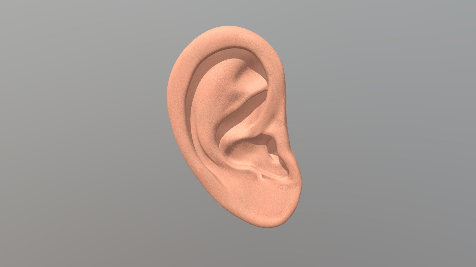 ear - 3D model by riderm [d67a8c1] - Sketchfab