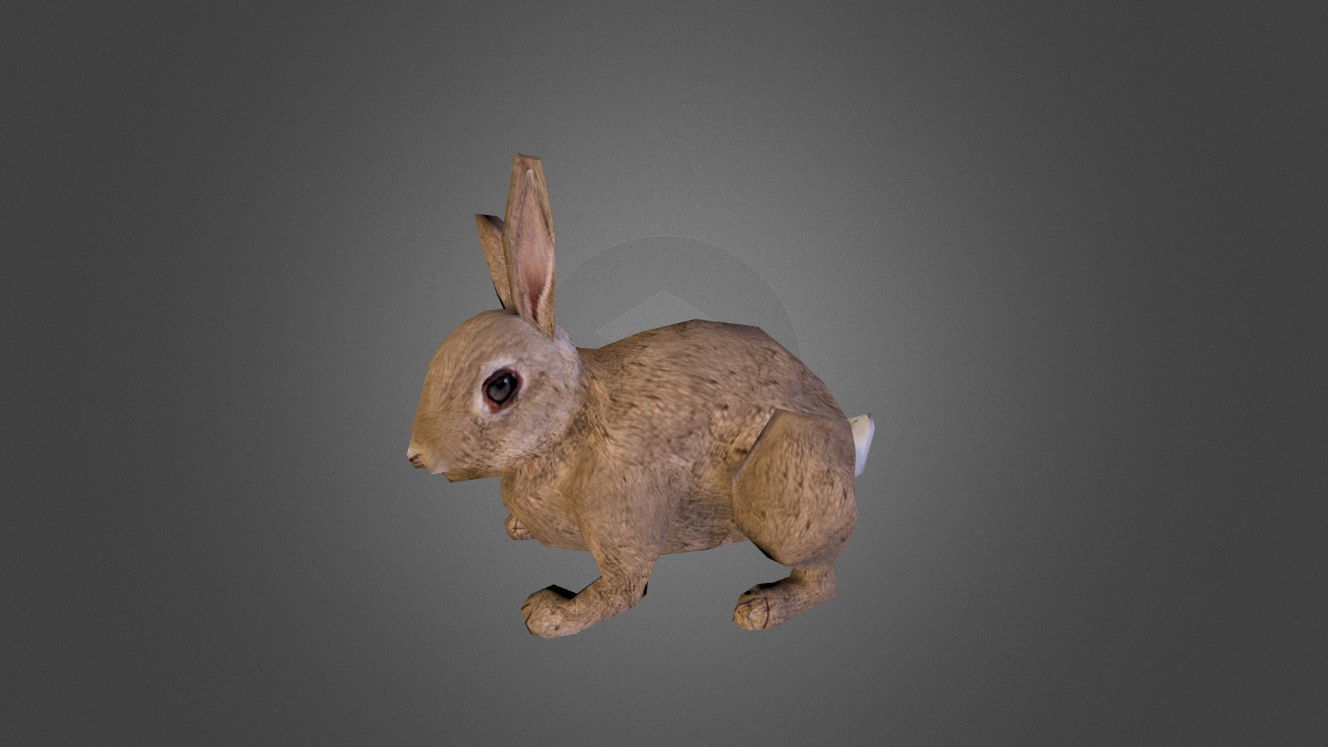 rabbit - 3D model by marimari [d67b1ab] - Sketchfab