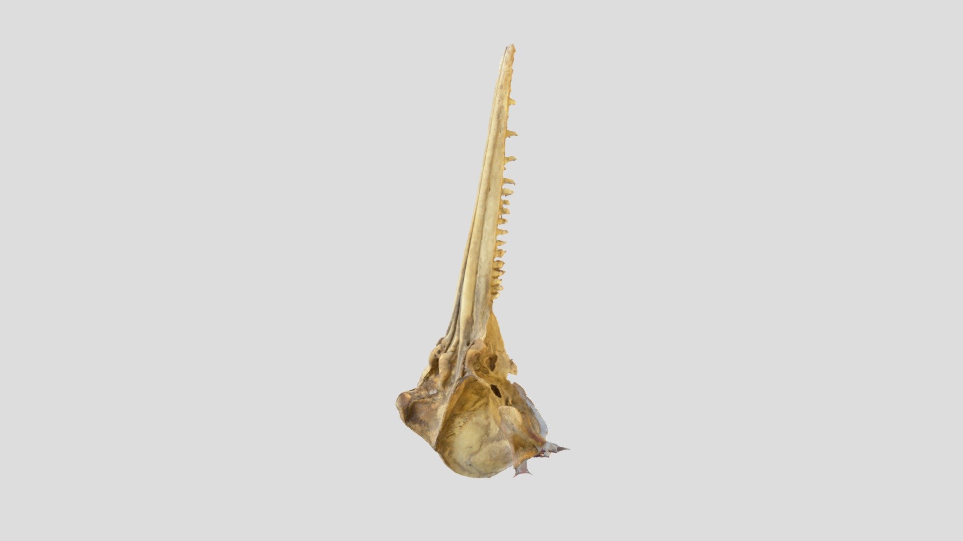 Inia Geoffrensis (Boto) - Download Free 3D model by vitoriatxs [d680119 ...