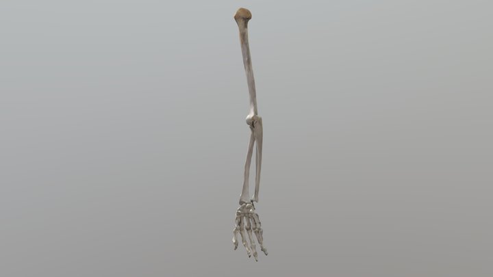 Bras 3D models - Sketchfab