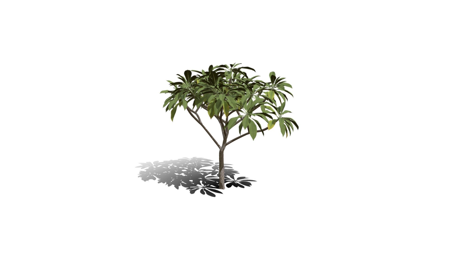 Realistic HD Frangipani tree (27/50) - Download Free 3D model by ...