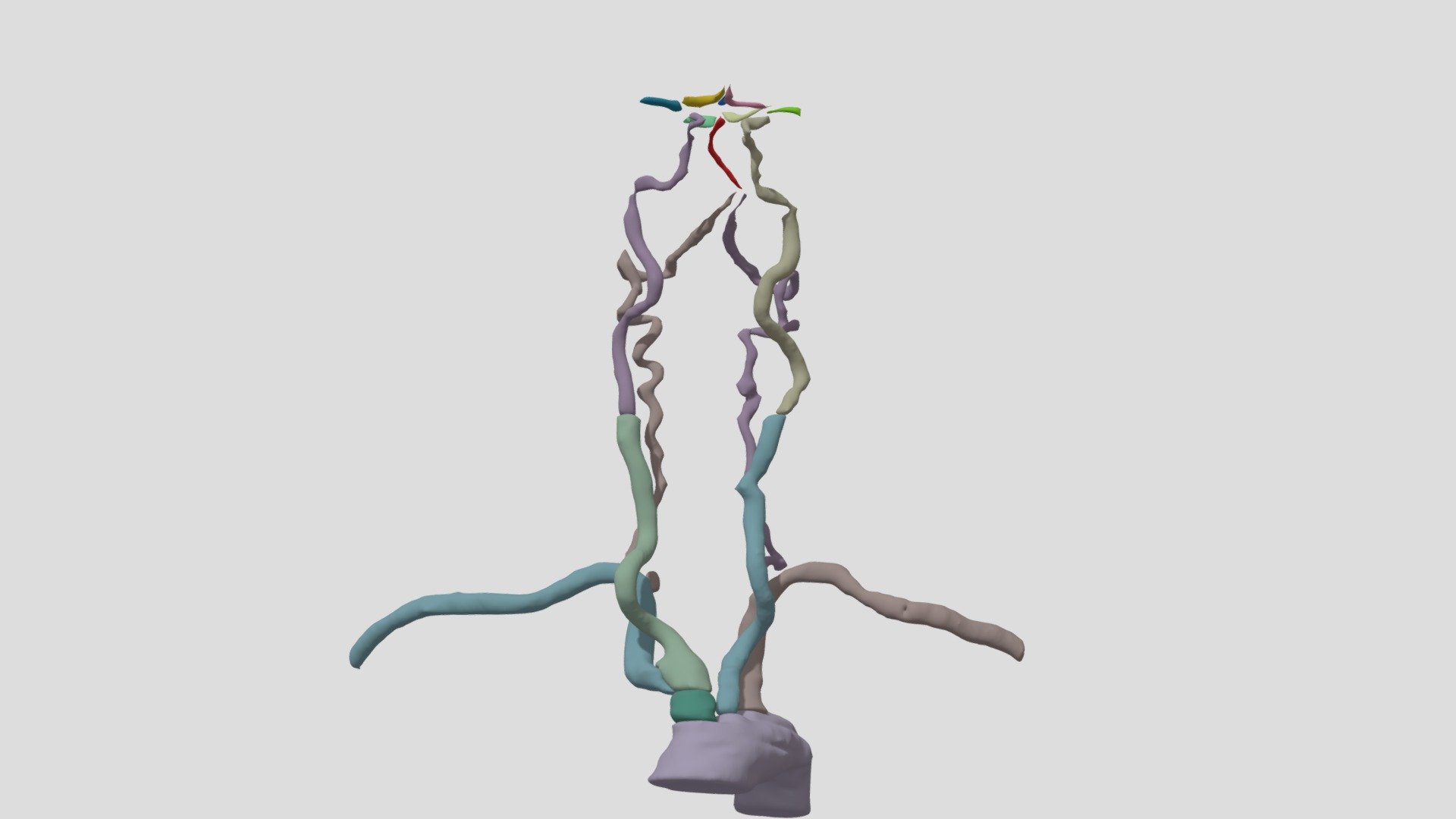 Main arteries of the neck and brain - 3D model by gyozo.cz [d696ae8 ...