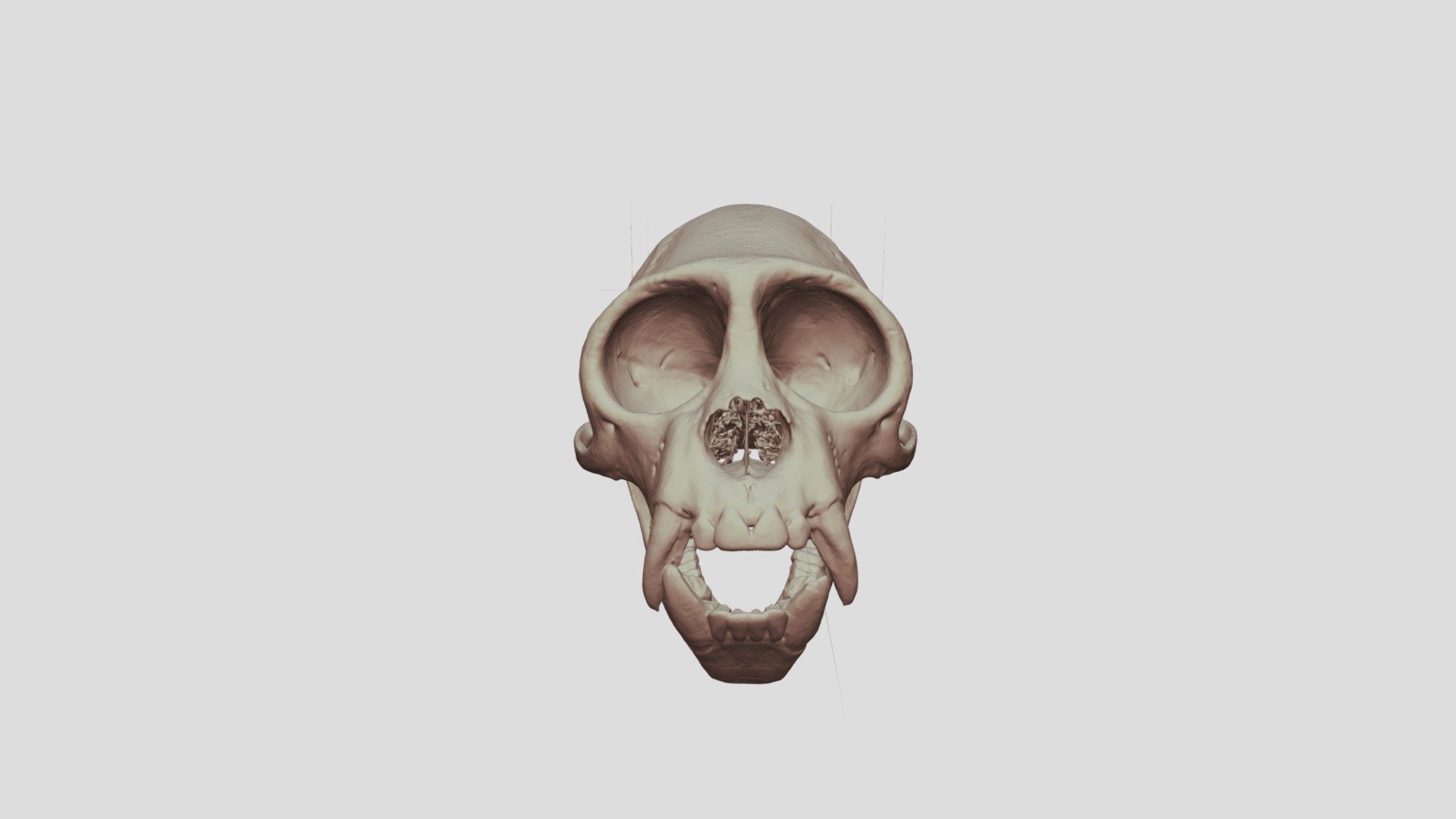 Capuchin Morphosource - 3D model by pacaucl [d697541] - Sketchfab