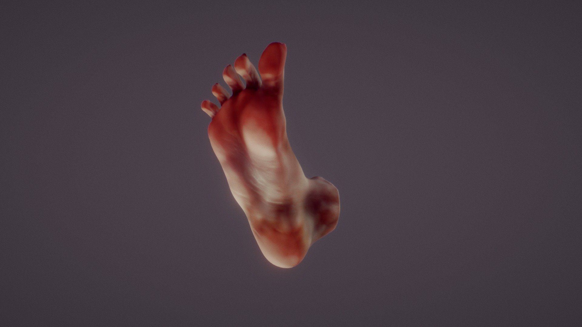 Foot - Download Free 3D model by doorbin (@woodland.mid) [d69b662 ...