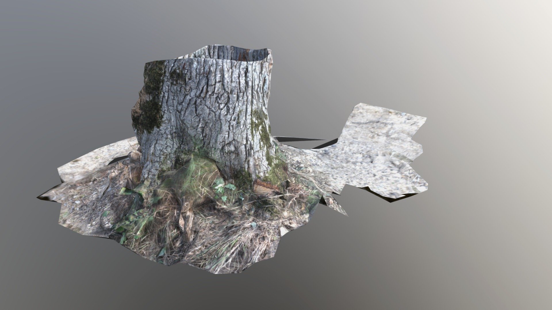 Souche - 3D model by dams35 [d69b8b6] - Sketchfab