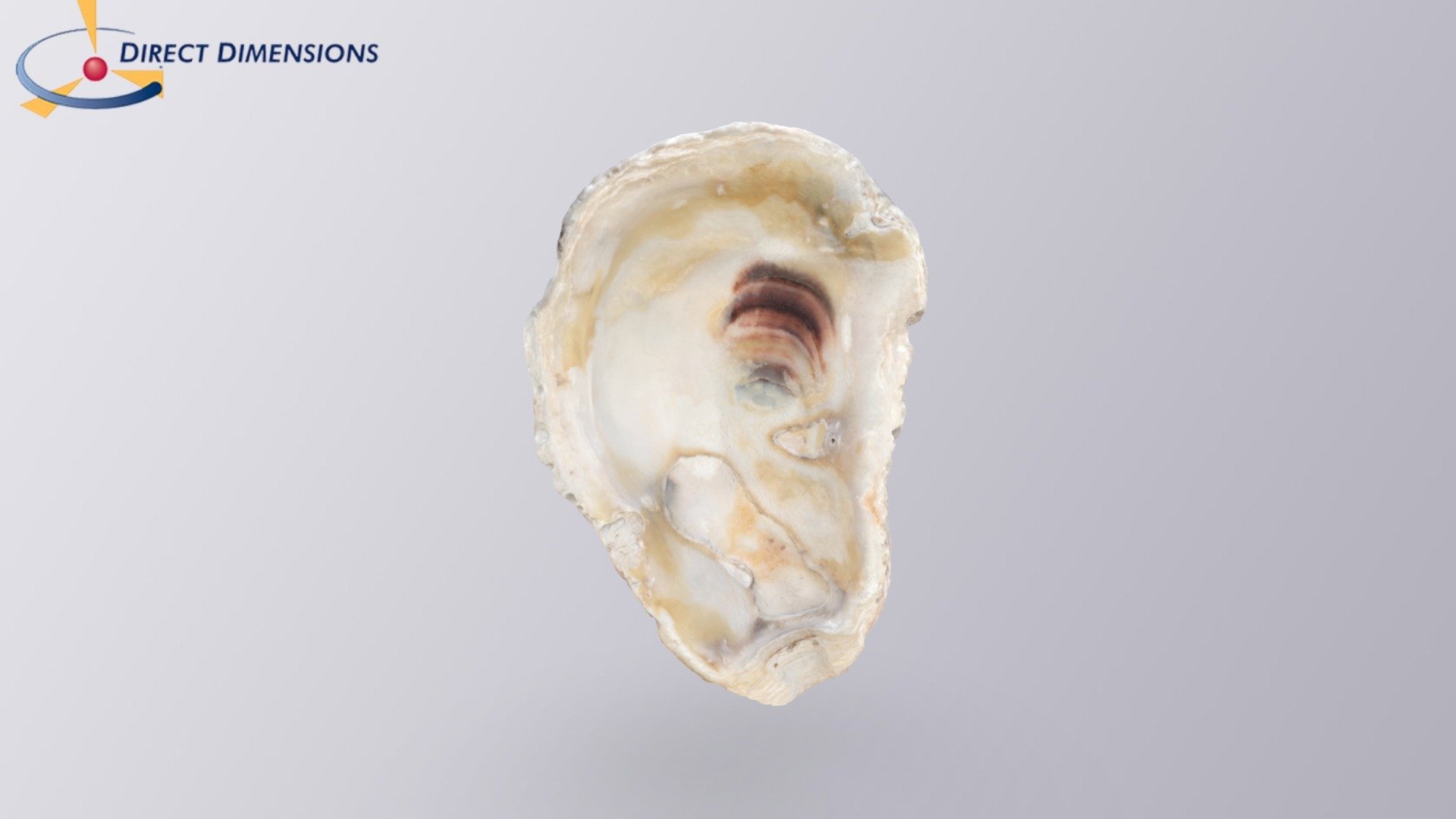 Oyster Shell - 3D model by Direct Dimensions (@dirdim) [d69d59e ...