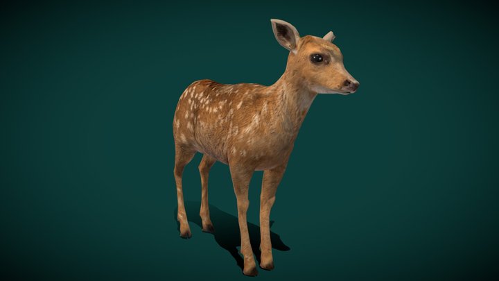 Fawn 3D models - Sketchfab
