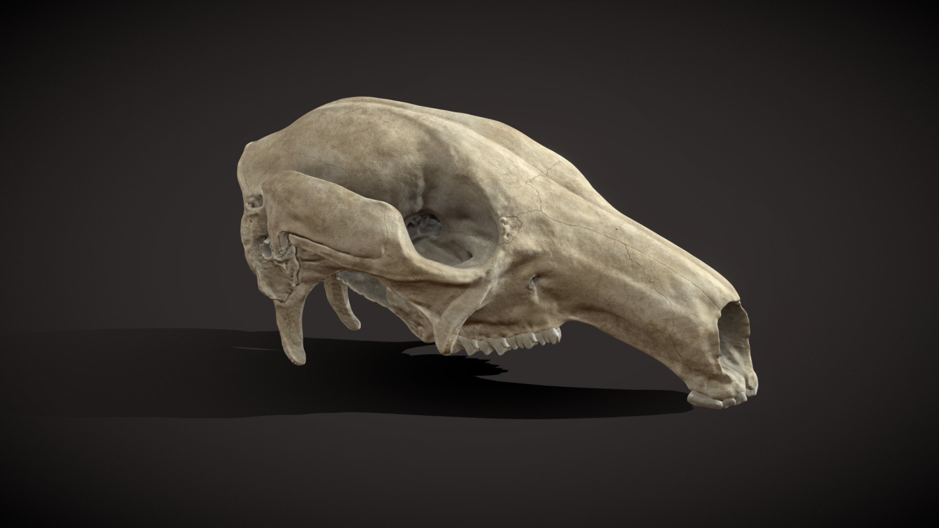 Macropus robustus skull - 3D model by Matt Humpage (@MattHumpage ...