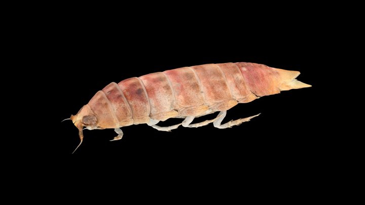 Isopod 3D models - Sketchfab
