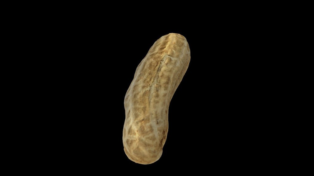 peanut - Download Free 3D model by xiezhong [d6a36d7] - Sketchfab