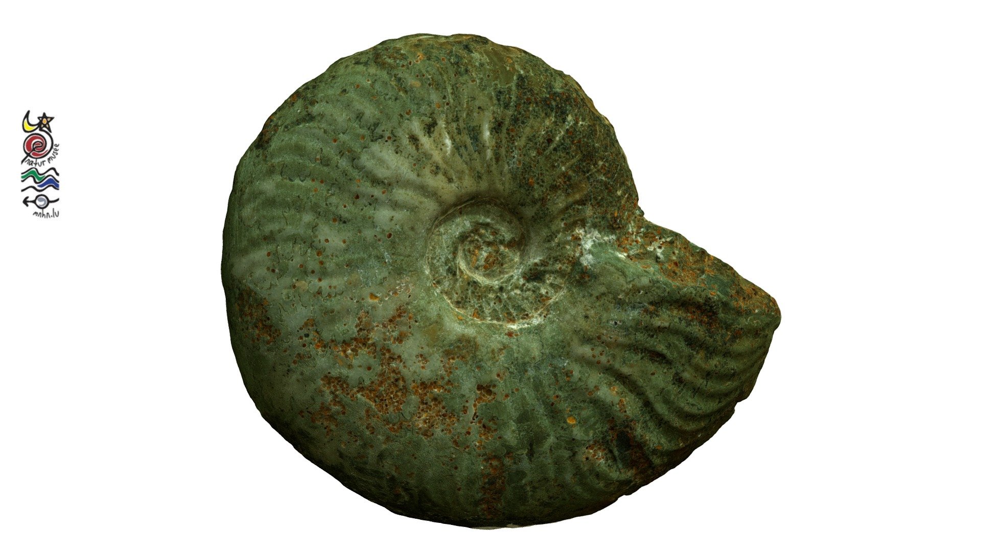 Pleydellia falcifer DOU180 - Holotype - Download Free 3D model by Musée ...