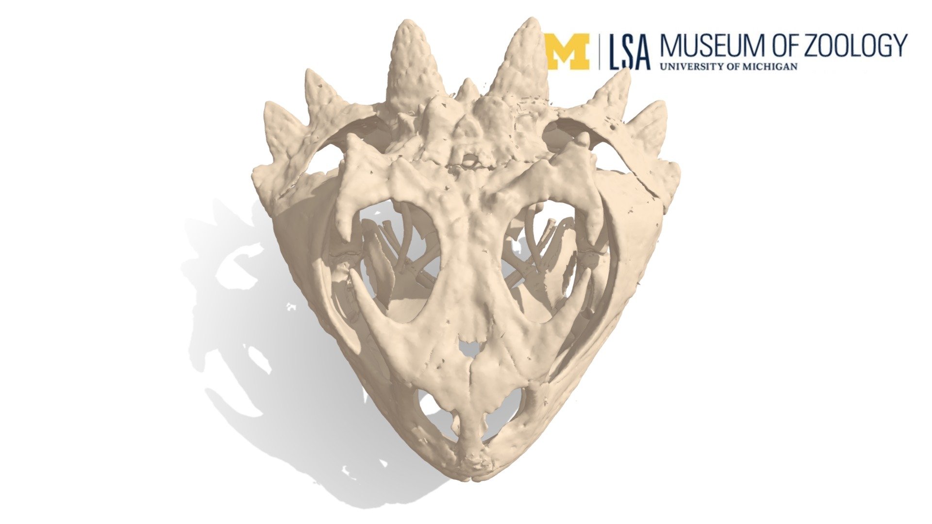 Mountain horned lizard skull - 3D model by Michigan Herpetology (UMMZ ...