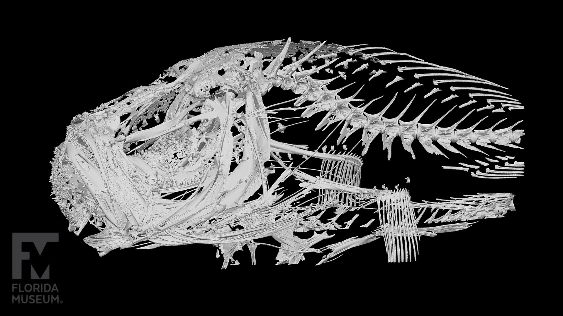 Pink Frogmouth CT Scan, Chaunacidae - 3D model by FloridaMuseum ...