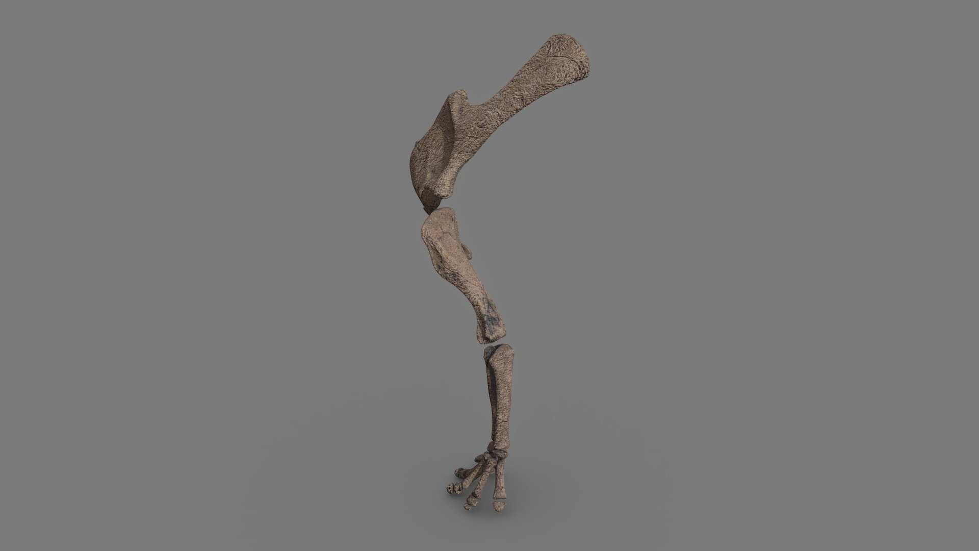 Front Leg of diplodocus carnegii - 3D model by Peter Nox (@Peter.Nox ...