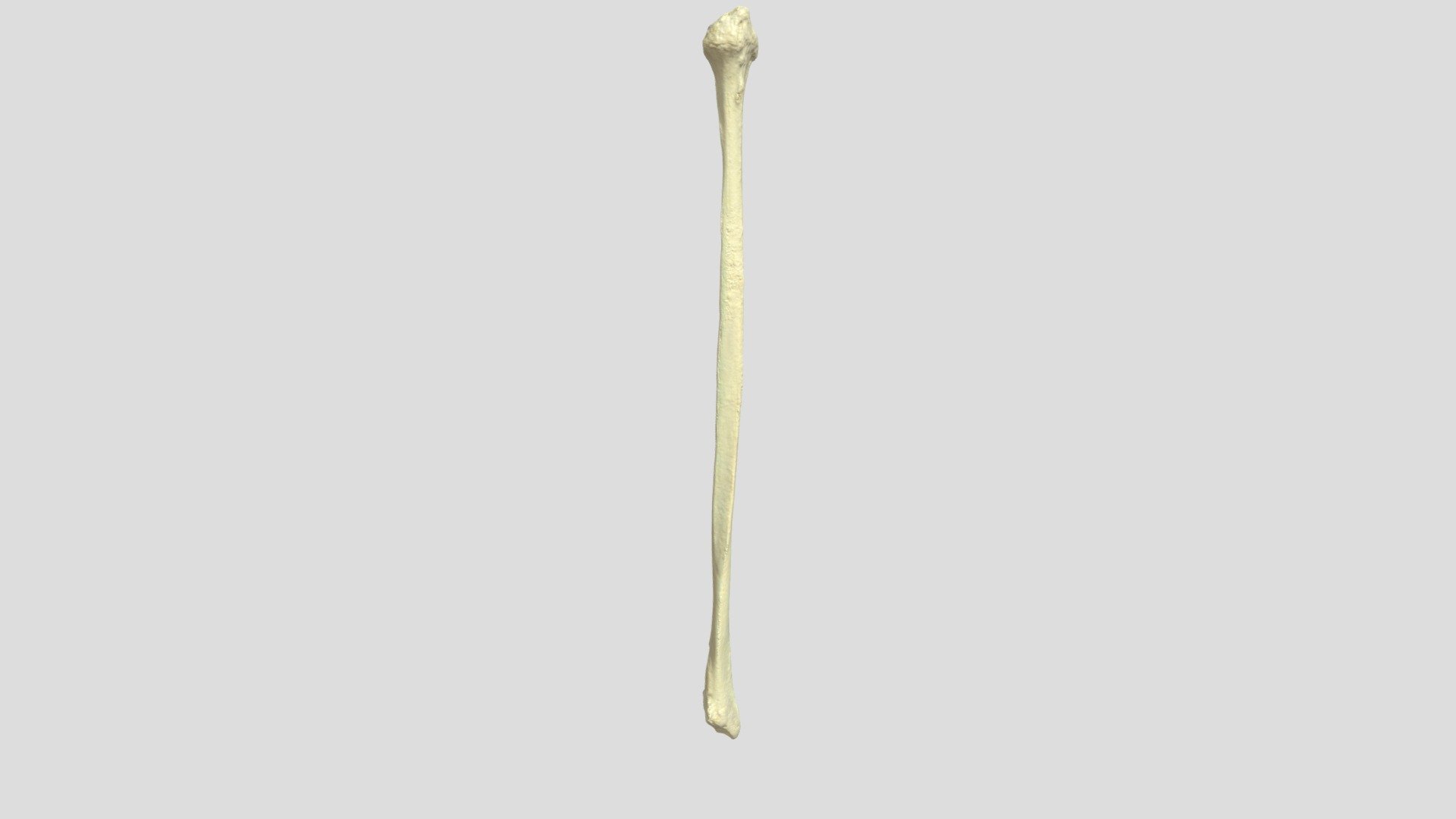 Fibula R - annotaties - 3D model by Universiteit Antwerpen ...