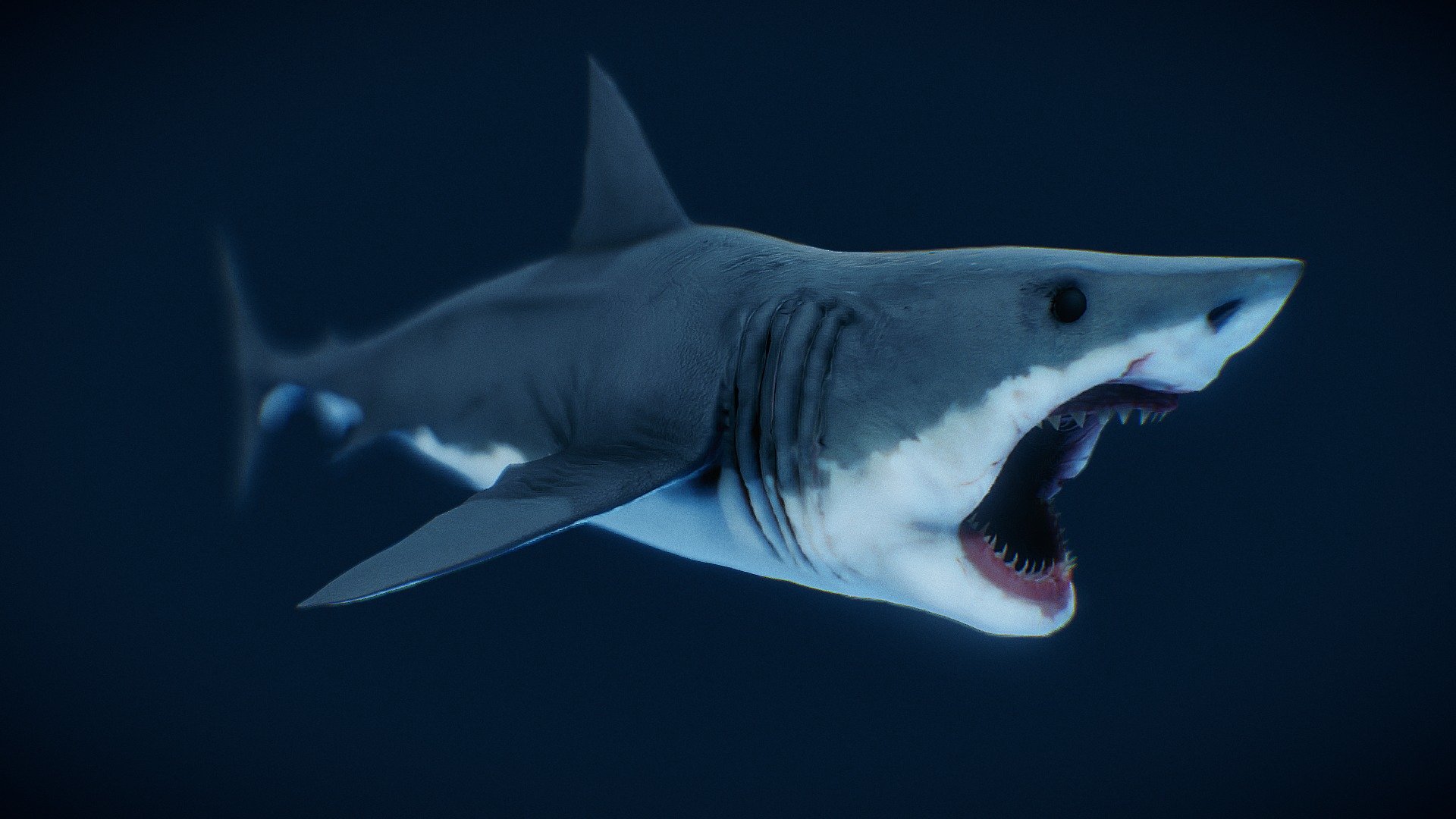 Deep sea Great white 3d model - 3D model by DrawingDoom (@kimgd247 ...