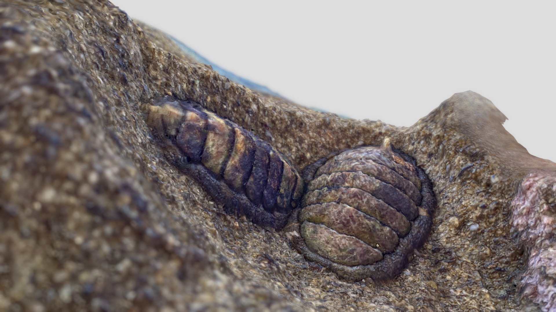 Chiton Pair - Download Free 3D model by tscheer [d6d5072] - Sketchfab