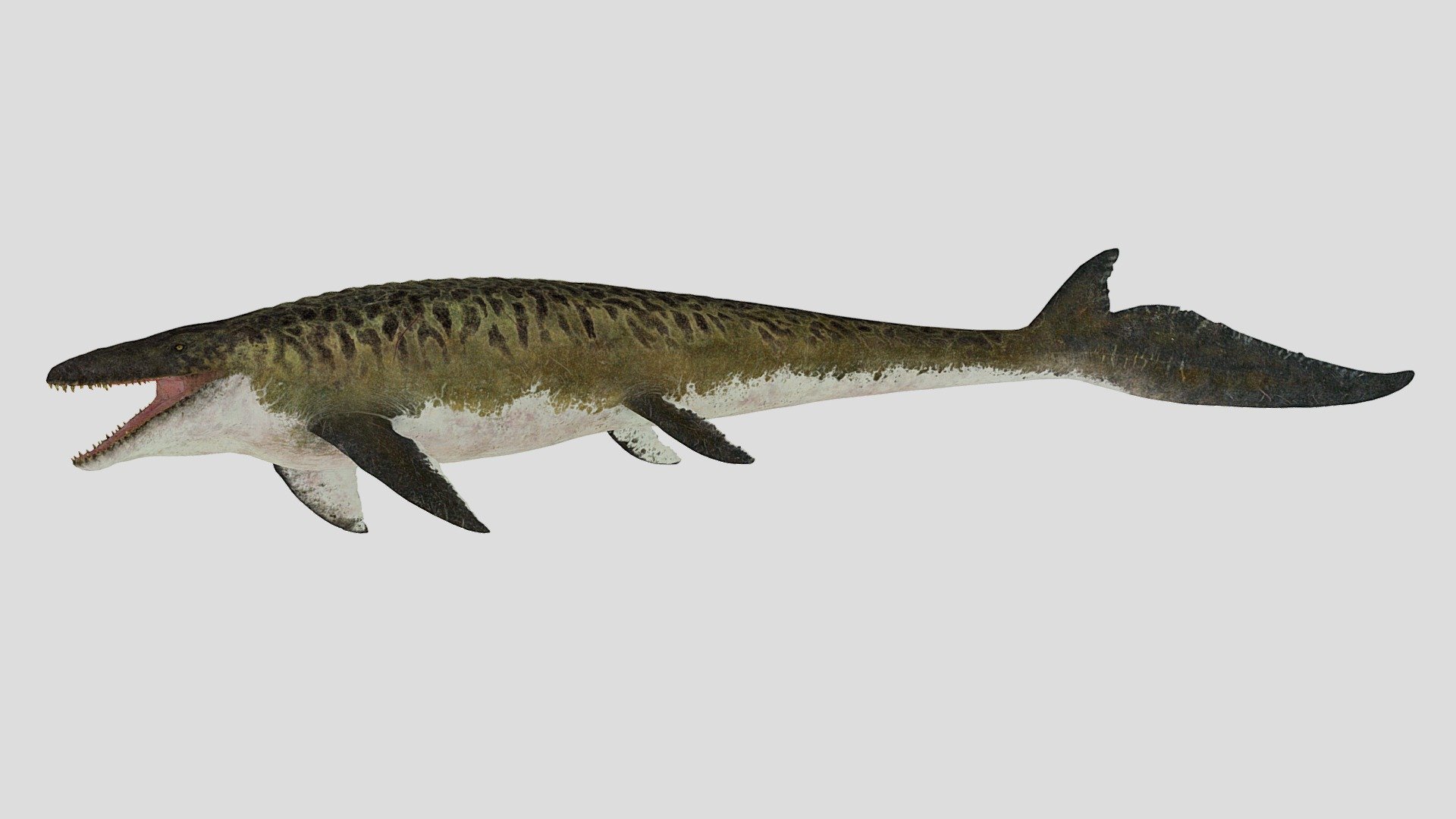 M142 the Mosasaurus - Download Free 3D model by sharksly [d6d9ad5 ...