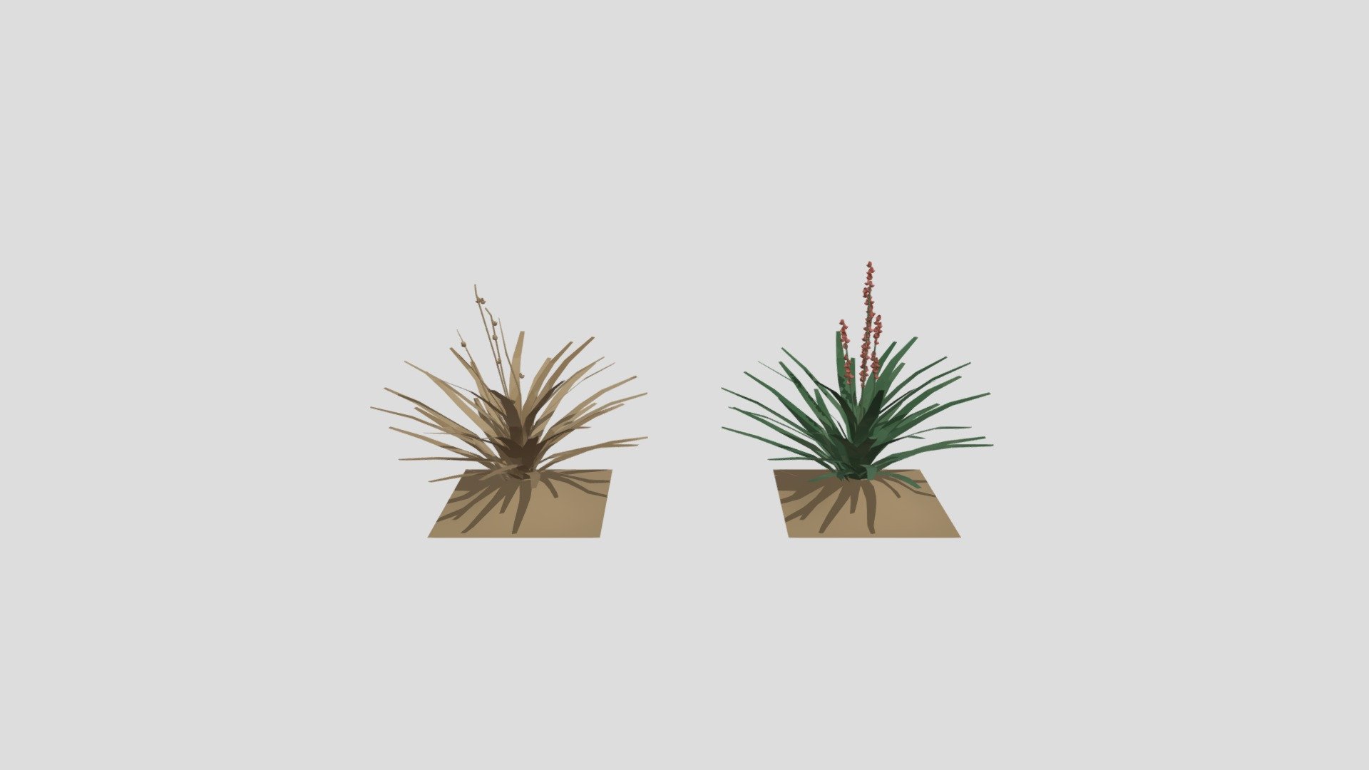 Red Yucca plant - Download Free 3D model by jesamabin [d6daf31] - Sketchfab