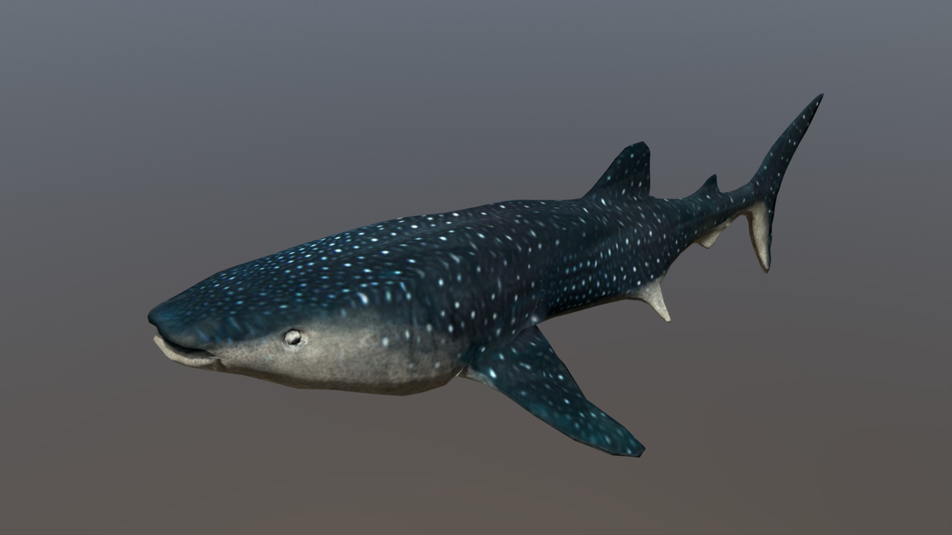 Whale Shark - Buy Royalty Free 3D model by 3dlowpoly [d6dc0f4 ...