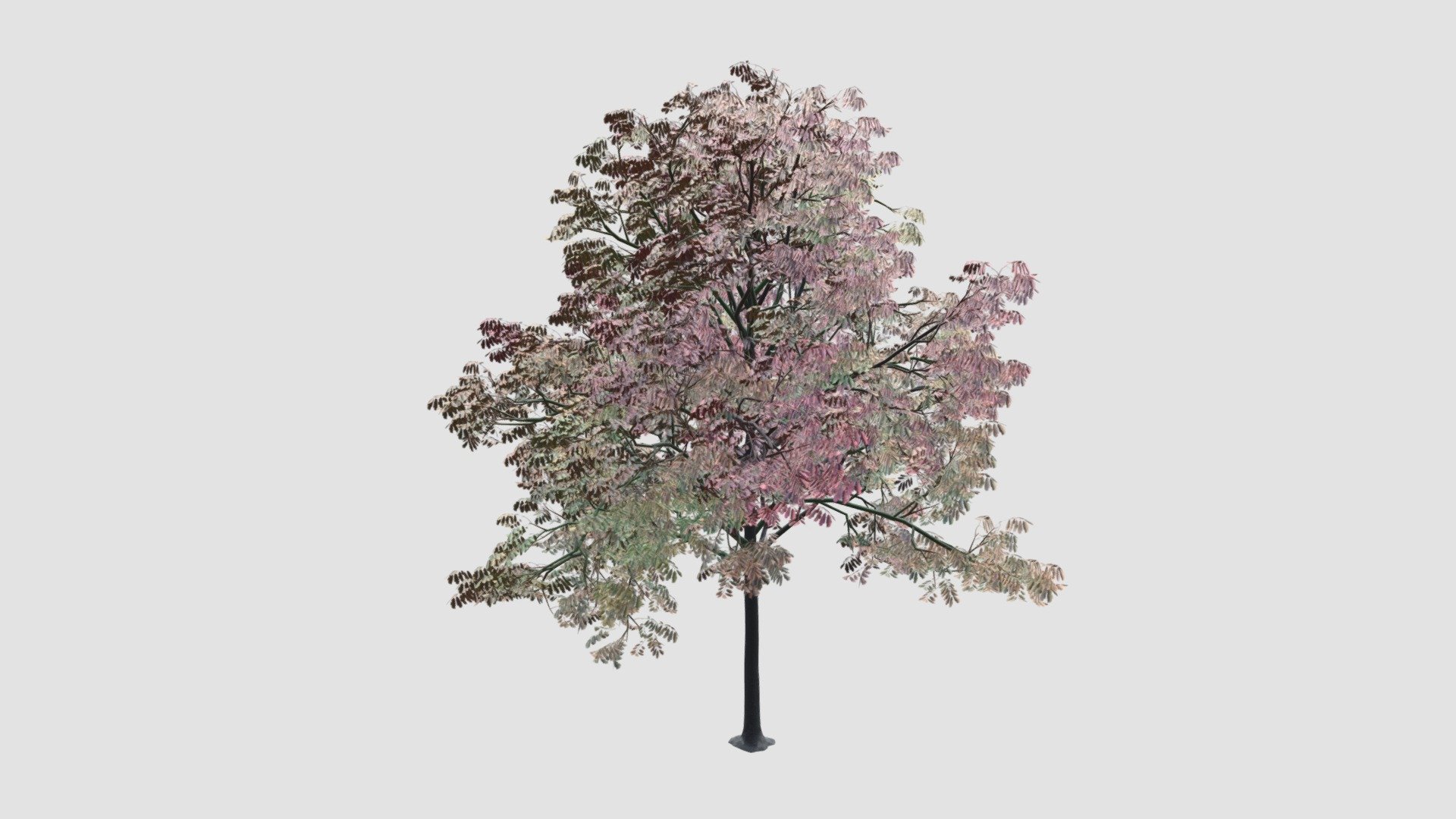 Tree - Buy Royalty Free 3D model by Evermotion [d6df02b] - Sketchfab Store