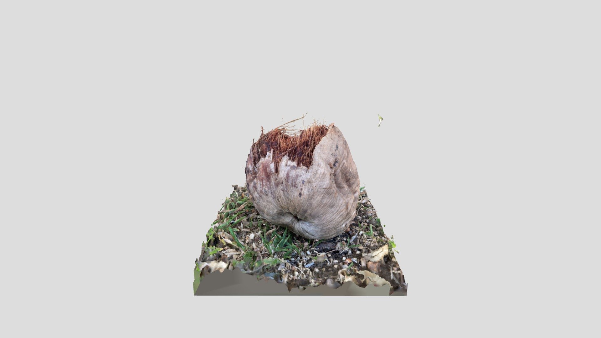 Coconut shell - Download Free 3D model by Ellectropic (@Mesthersz ...