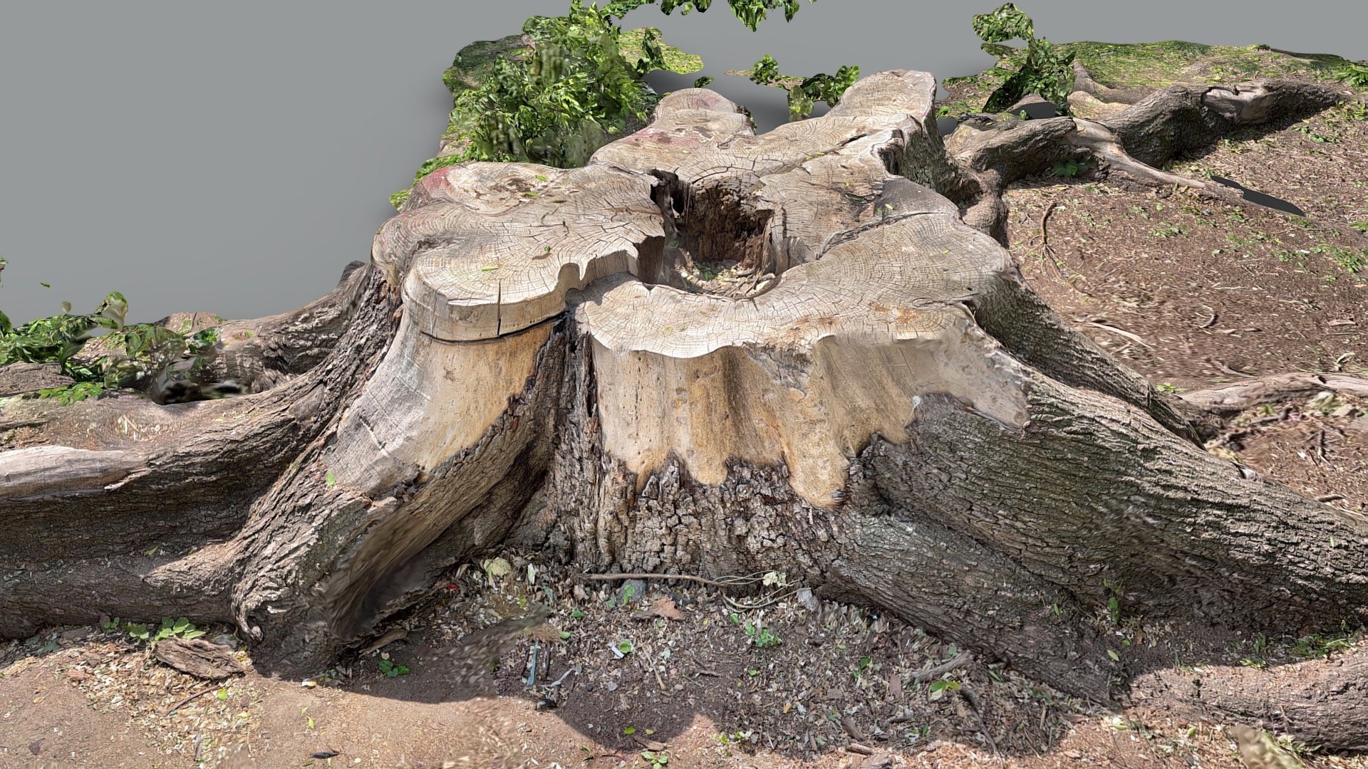 Day 54: Stump - 3D model by Stuart Rosenberg (@s2rosenberg) [d6ef45d ...