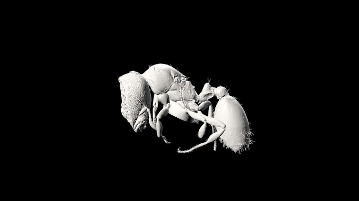 Door-head-ant 3D models - Sketchfab