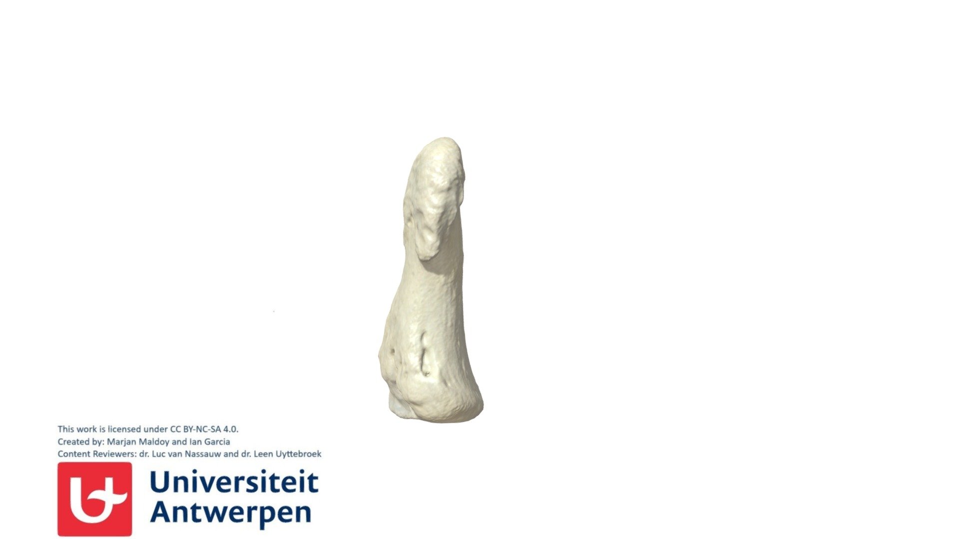 Phalanx Distalis III R - 3D model by Universiteit Antwerpen ...