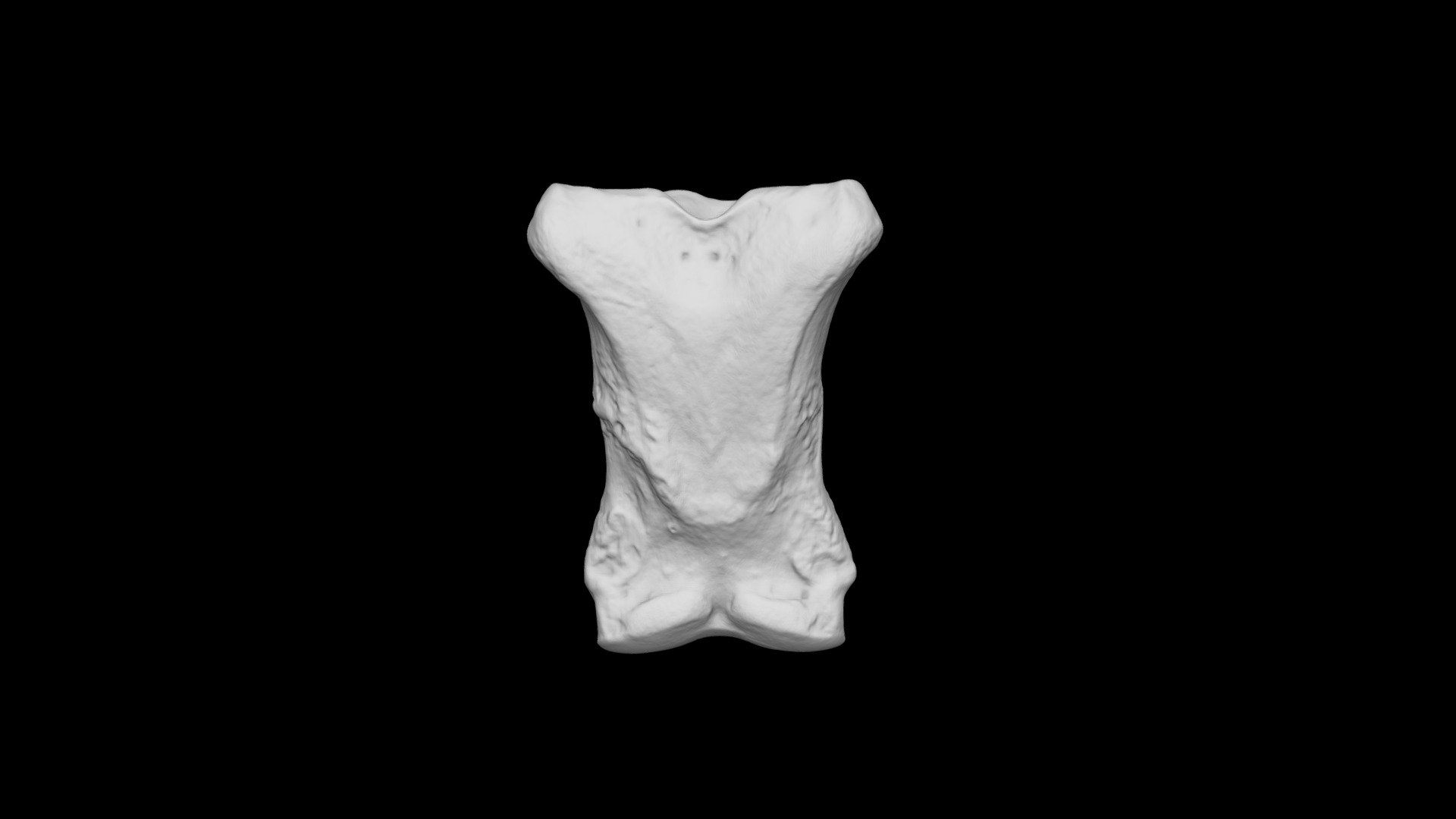 Horse proximal phalanx (P1, long pastern bone) - 3D model by Dr. Bobick ...