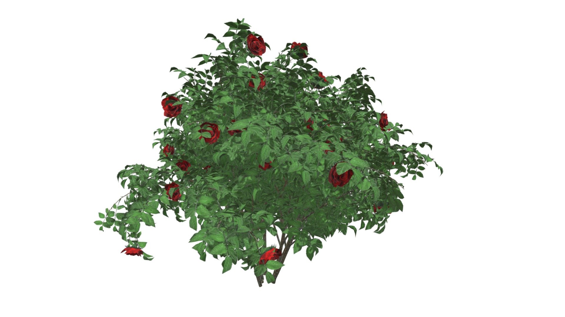 Red Rose Bush #05 - Buy Royalty Free 3D model by meshshape [d6f900c ...