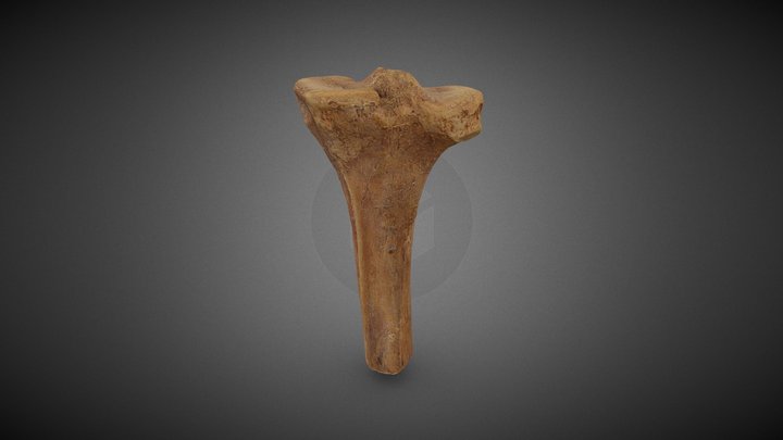 Australopithecus-afarensis 3D models - Sketchfab