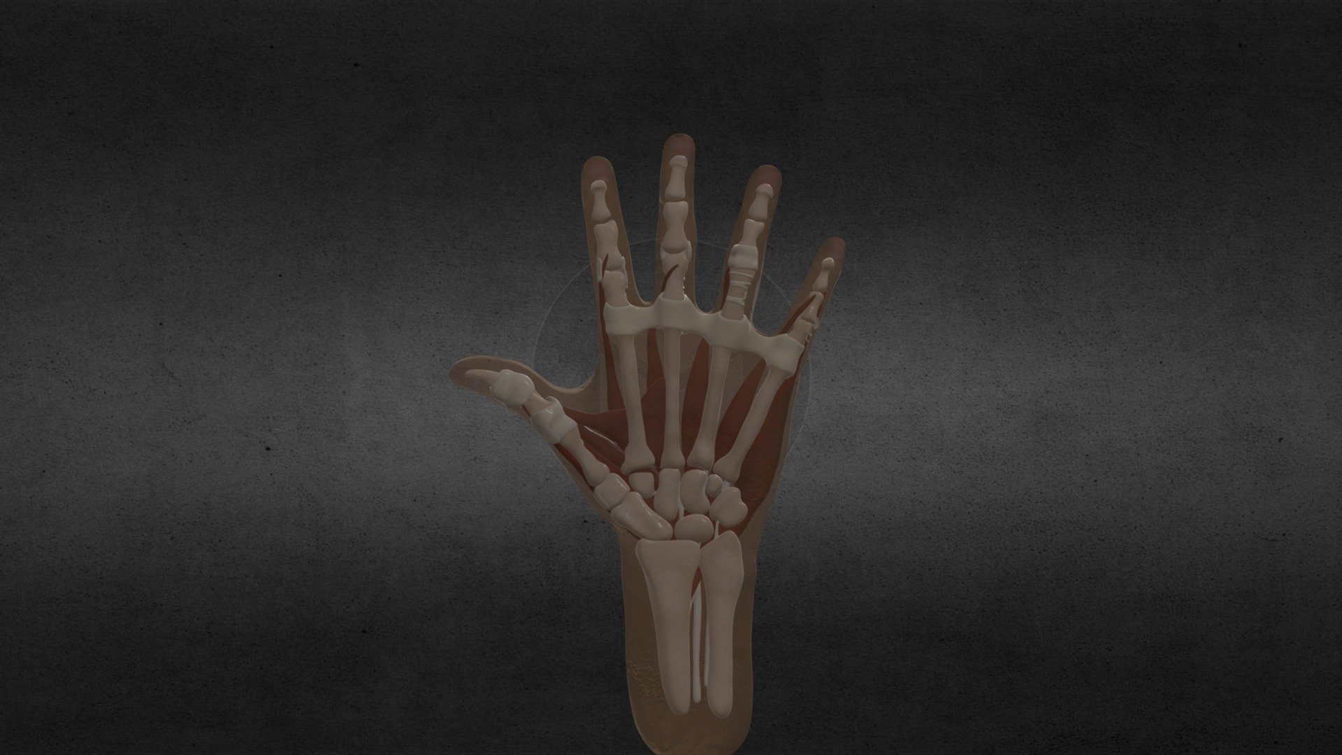 HAND ANATOMY - 3D model by AH (@agher) [d7015f6] - Sketchfab