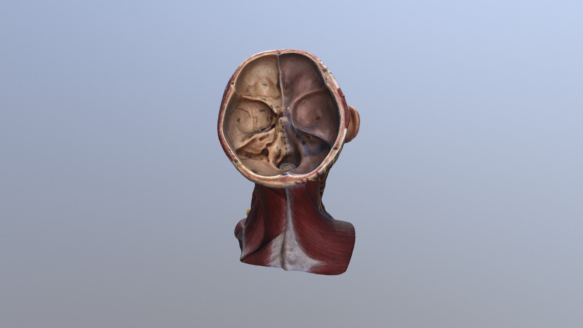 Human Anatomy-head - 3D model by jrf5252 [d7071de] - Sketchfab